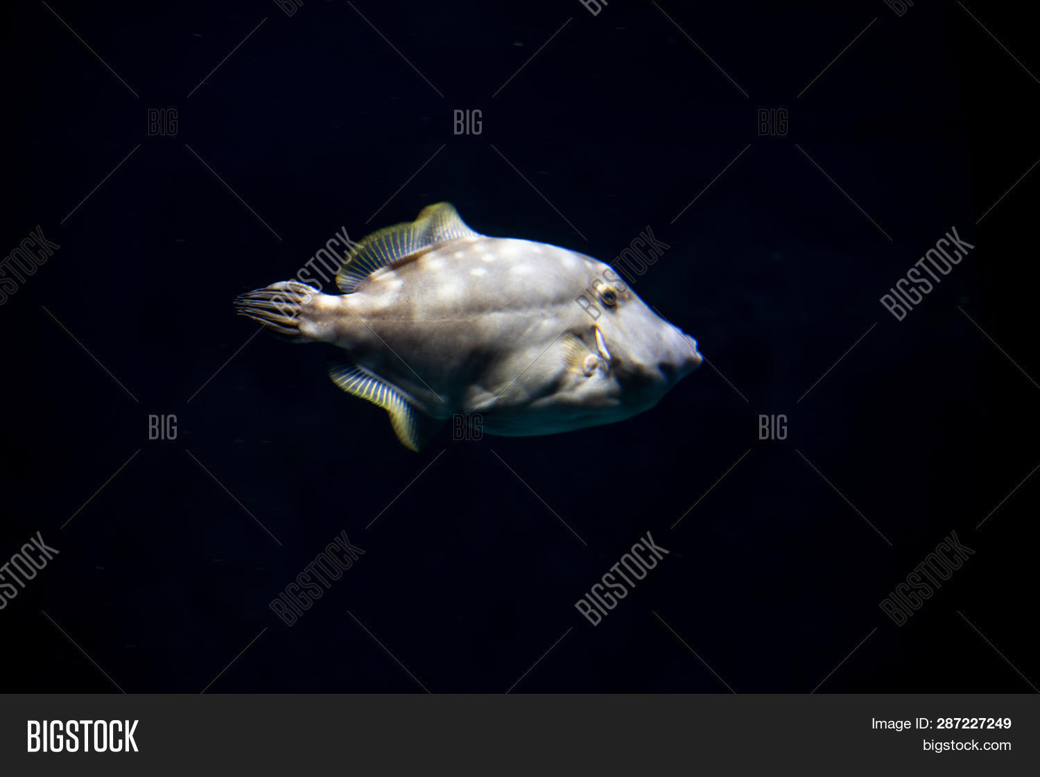 White Spotted Filefish Image & Photo (Free Trial) | Bigstock