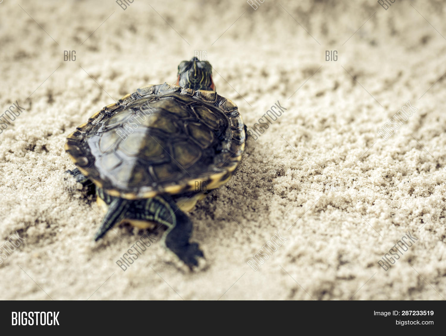 Common Slider, Known Image & Photo (Free Trial) | Bigstock