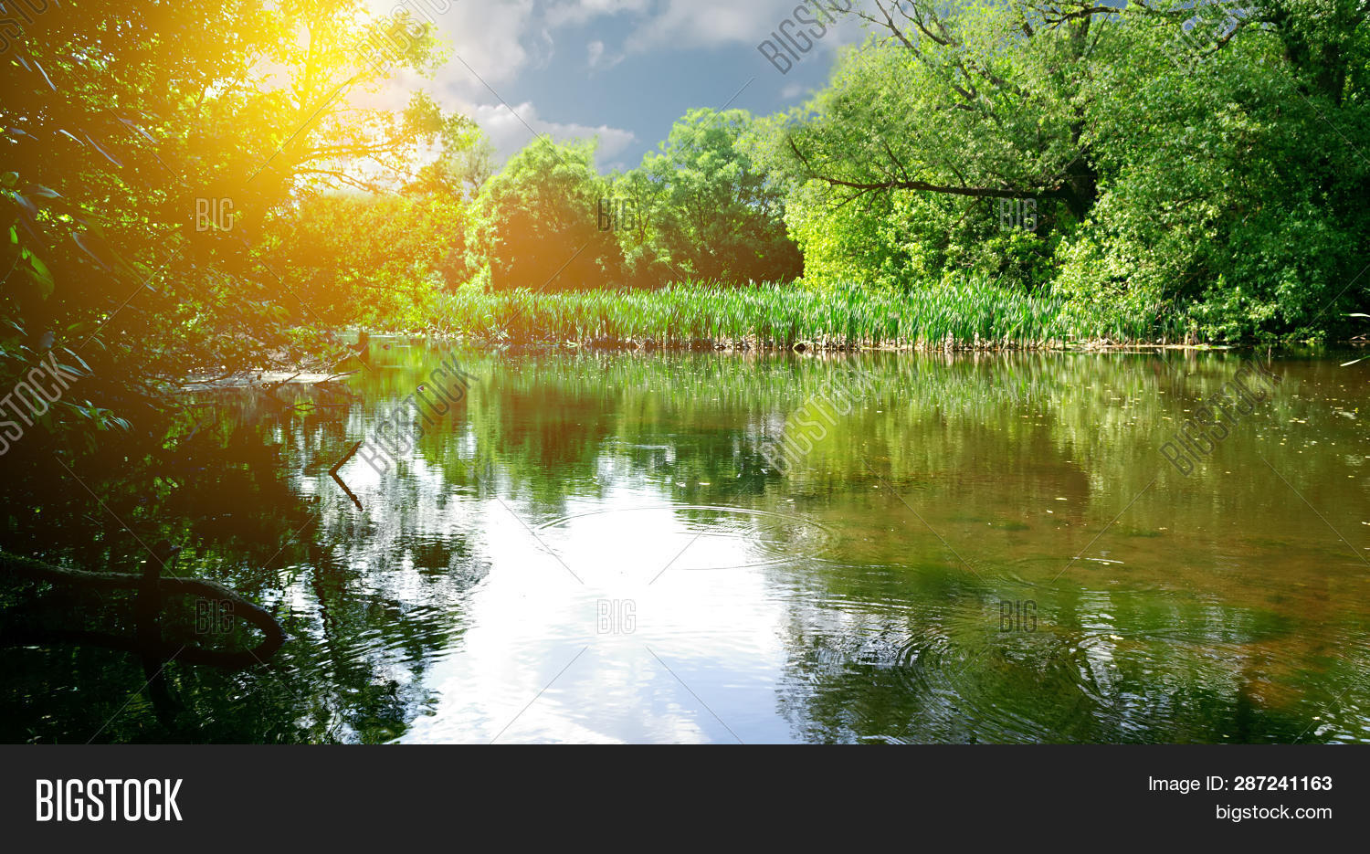 Deaf Thicket Forest Image & Photo (Free Trial) | Bigstock