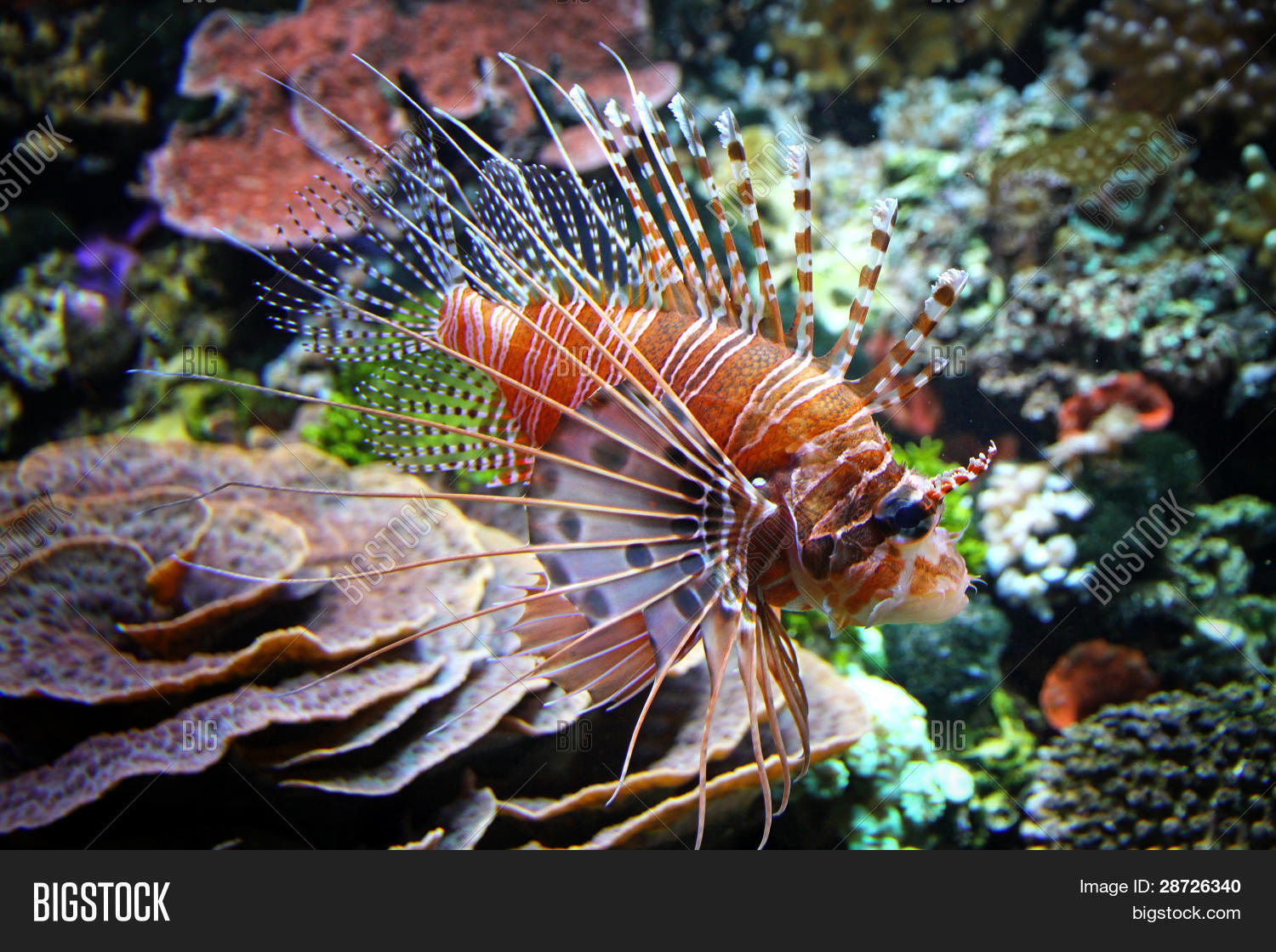 Red Lionfish (pterois Image & Photo (Free Trial) | Bigstock