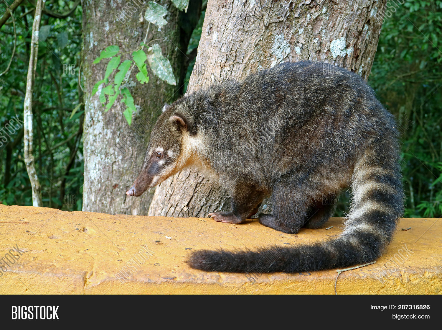 Imagen y foto Coati, One Many (prueba gratis) | Bigstock