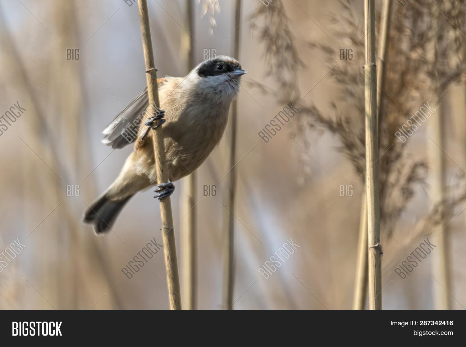 Remiz Pendulinus Image & Photo (Free Trial) | Bigstock