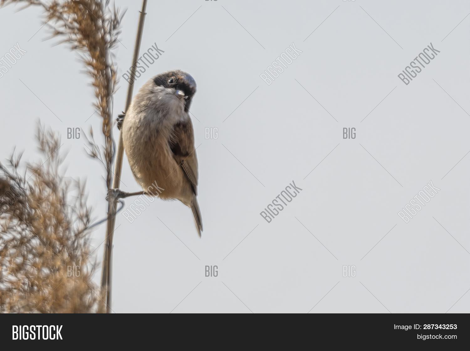 Remiz Pendulinus Image & Photo (Free Trial) | Bigstock