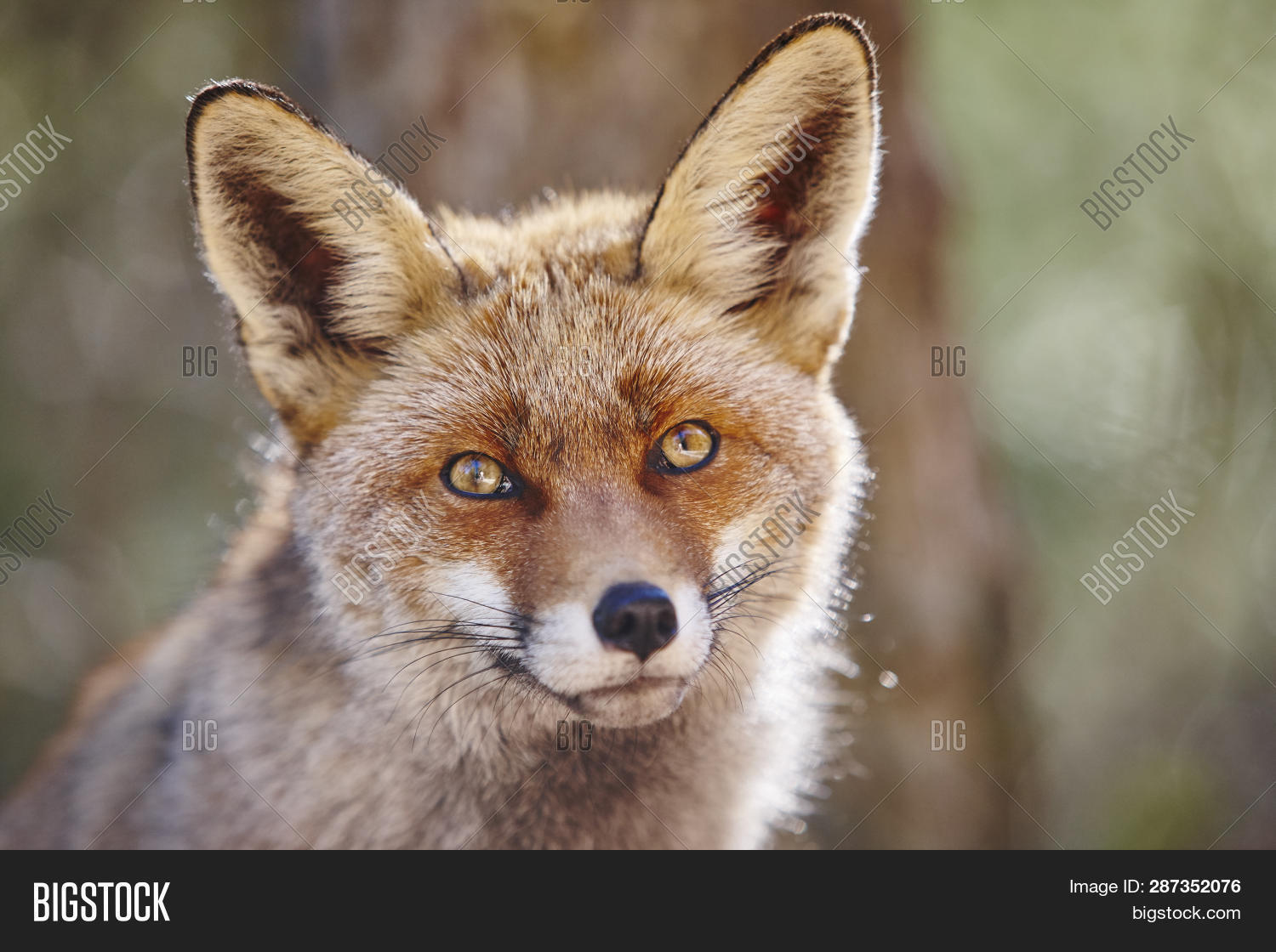 Fox Head Geen Image & Photo (Free Trial) | Bigstock