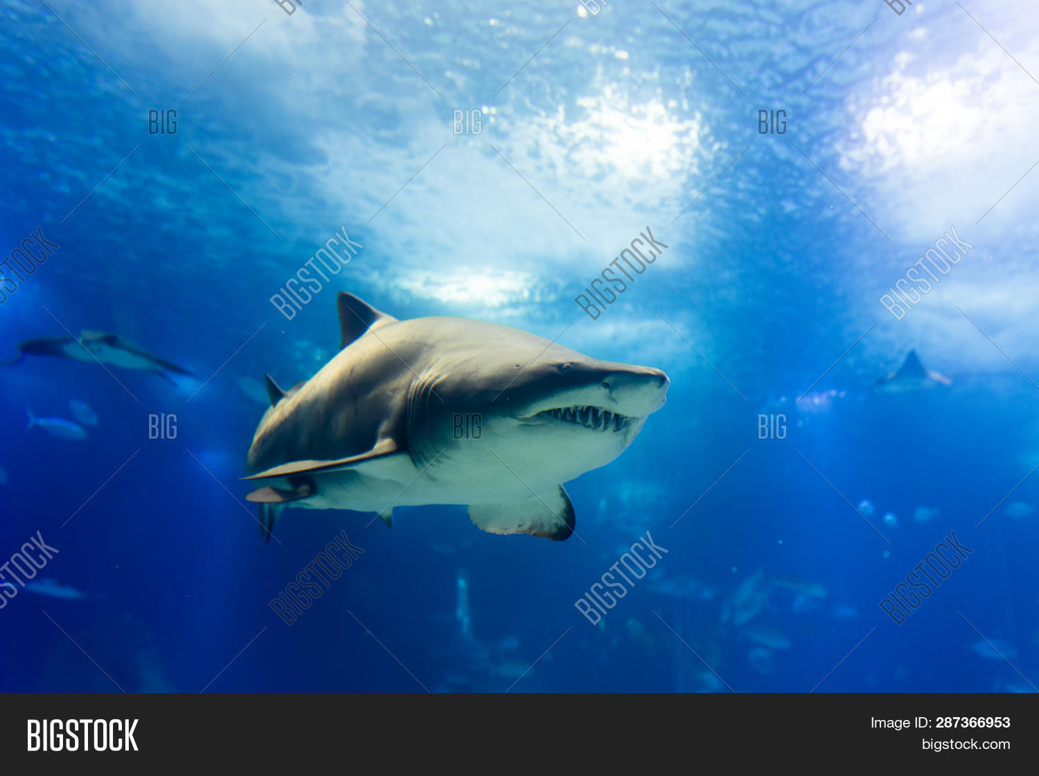 Big Tiger Shark Slow Image & Photo (Free Trial) | Bigstock