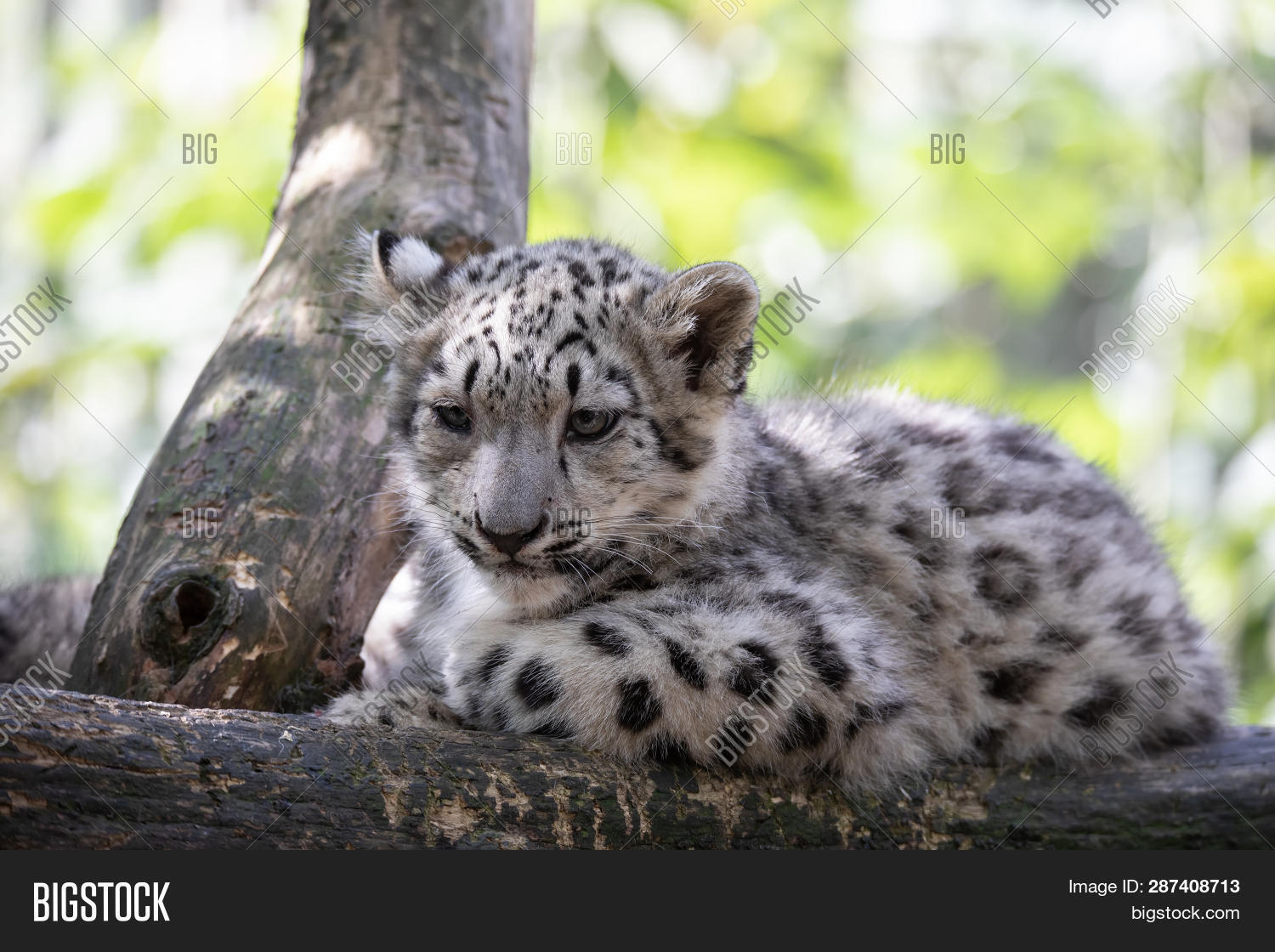 Snow Leopard Kittens In Snow