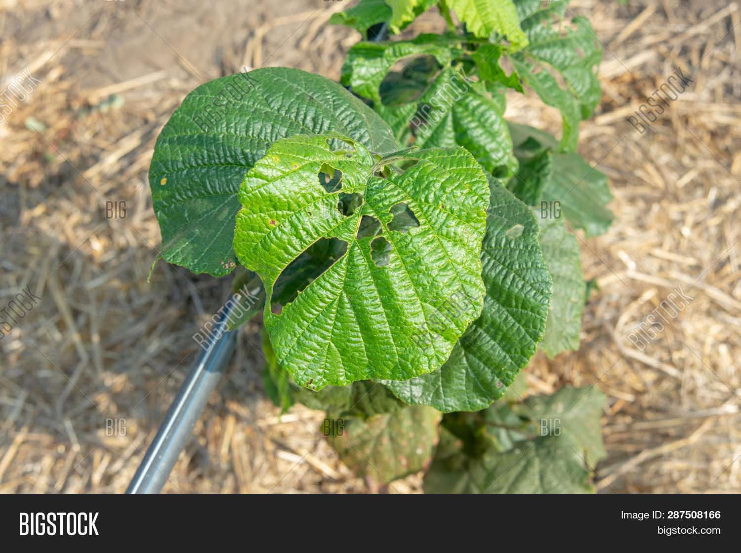 Diseases Pests Nuts Image & Photo (Free Trial) | Bigstock