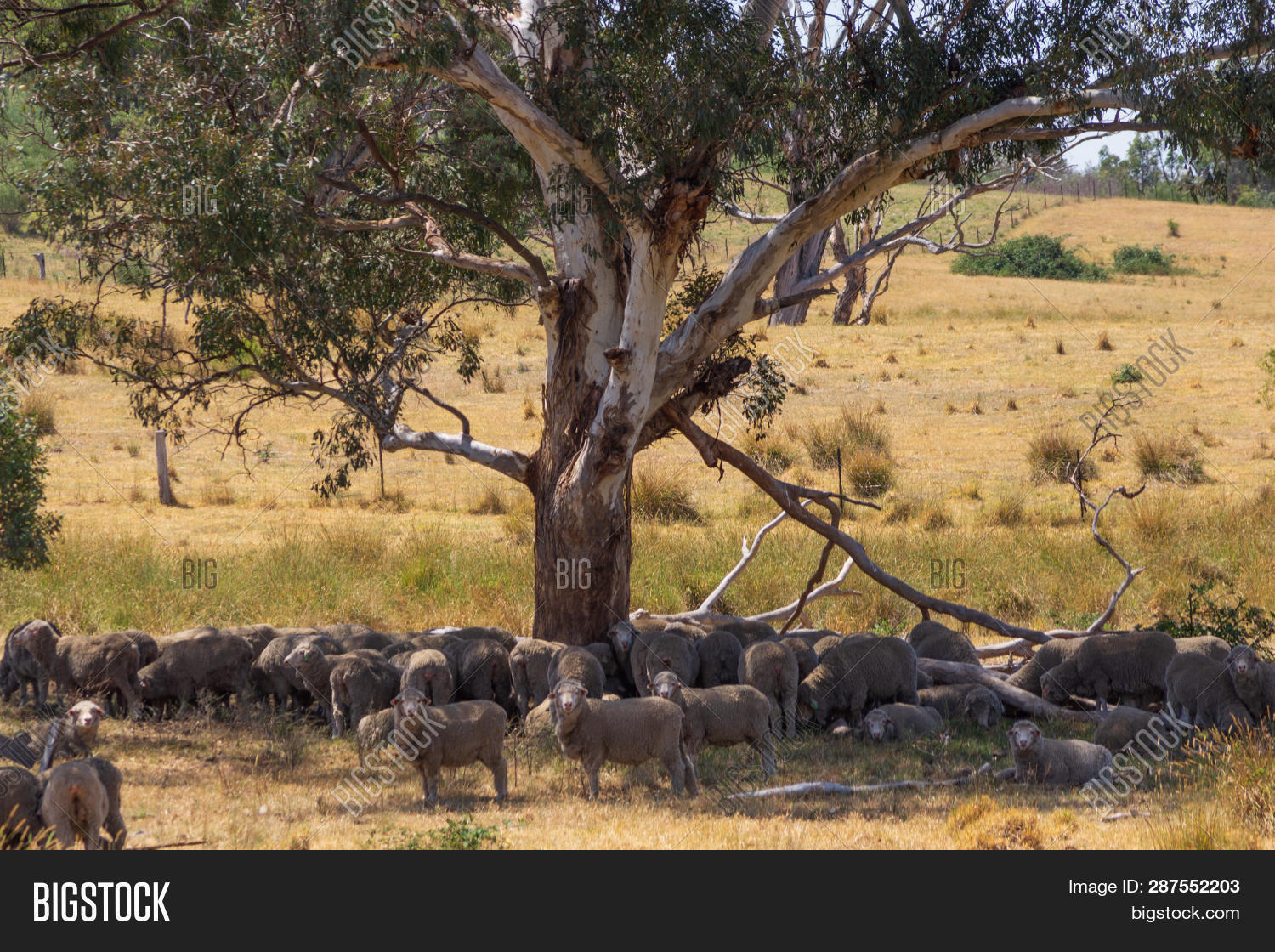 Herd Sheep Under Tree Image & Photo (Free Trial) | Bigstock