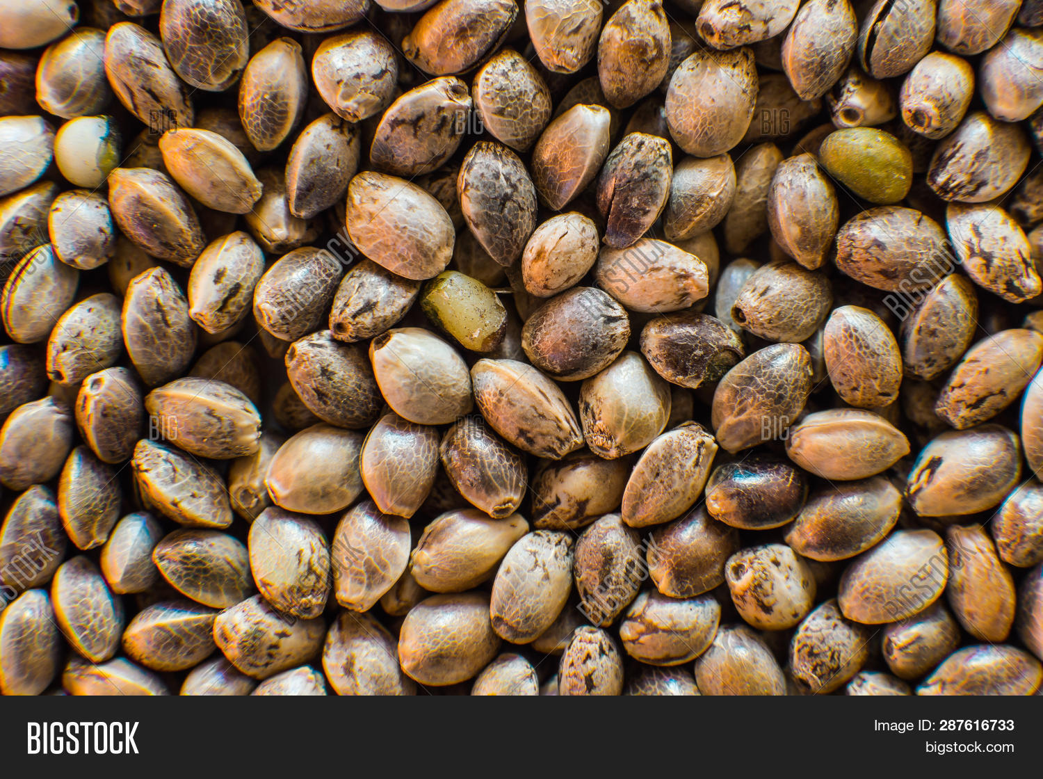 Hemp Seeds Background Image & Photo (Free Trial) | Bigstock