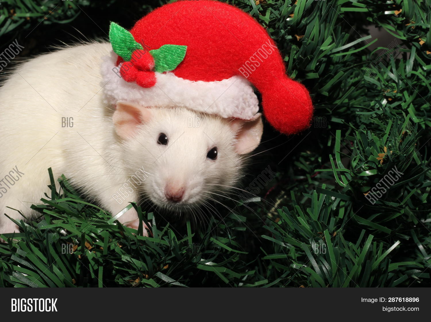 Cute Rats Christmas