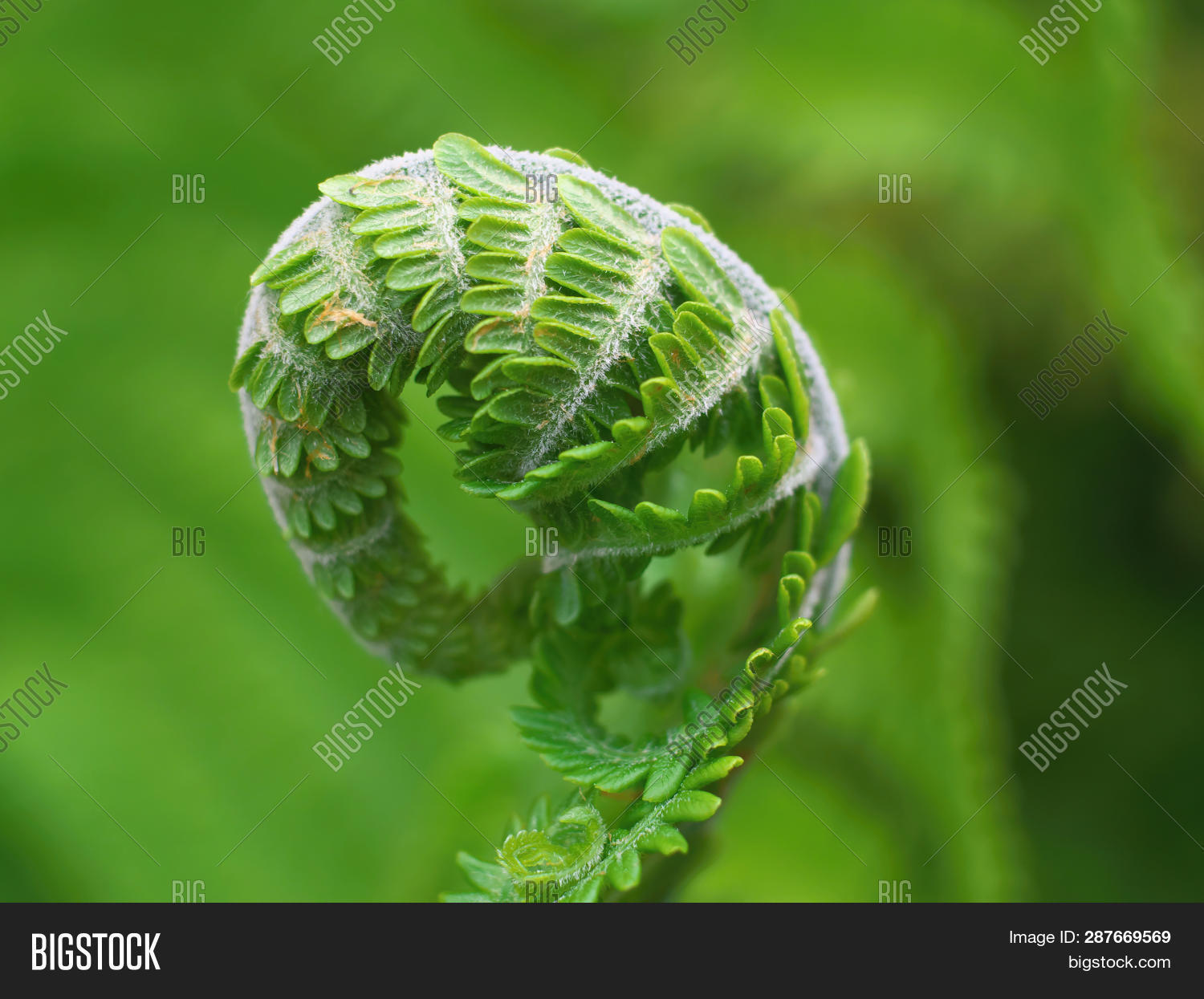 Close Eagle Fern Image & Photo (Free Trial) | Bigstock