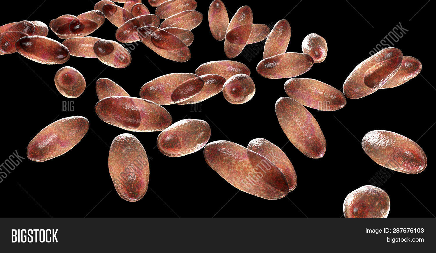 Imagen y foto Plague Bacteria (prueba gratis) | Bigstock