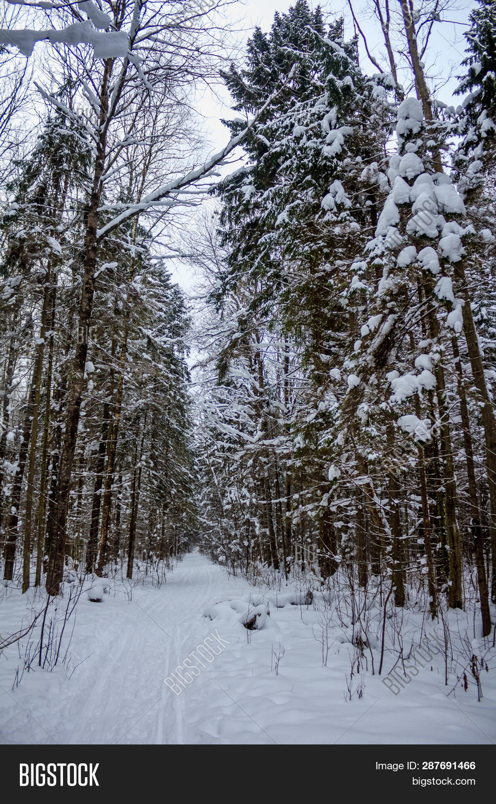 Russian Winter Forest
