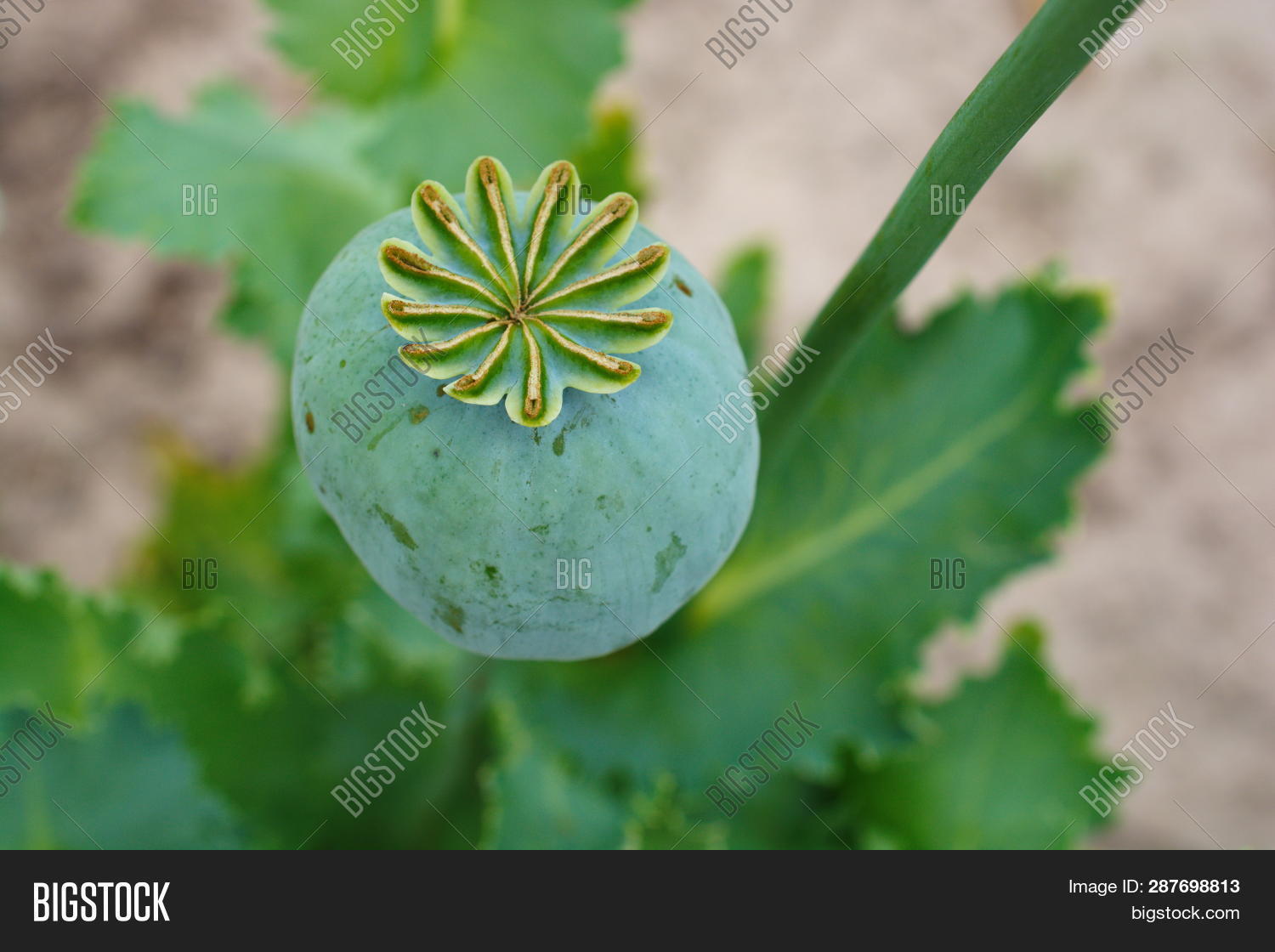 Opium, Poppy Capsule. Image & Photo (Free Trial) | Bigstock
