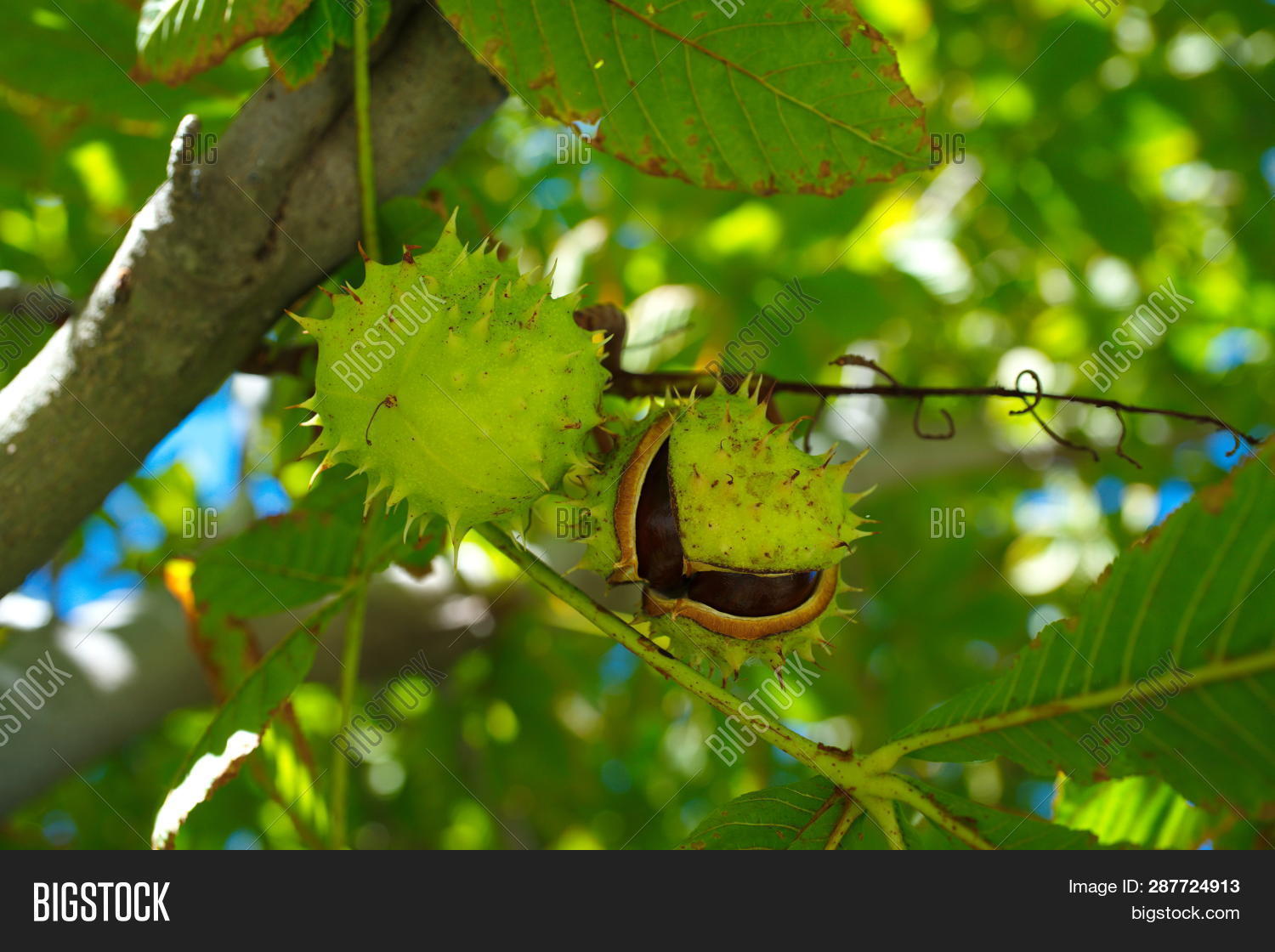 Conker. Horse Chestnut Image & Photo (Free Trial) | Bigstock