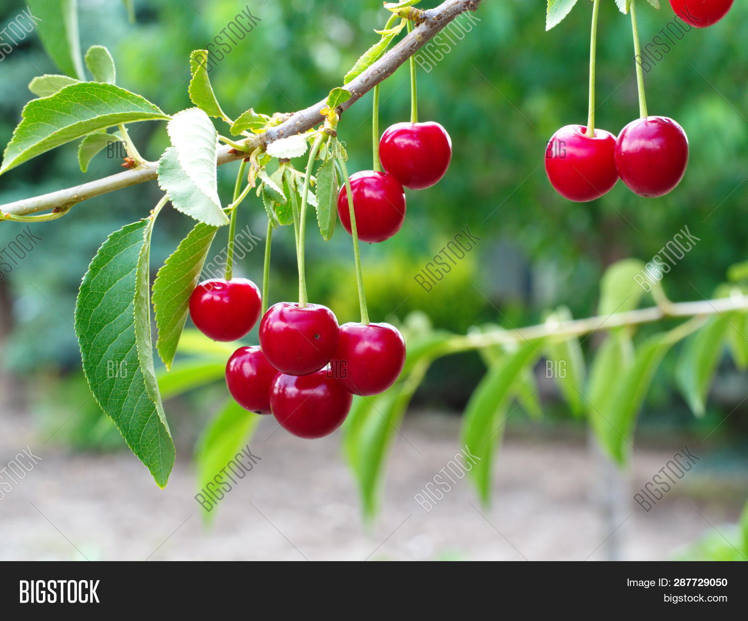 Sour Cherry Fruit. Image & Photo (Free Trial) | Bigstock