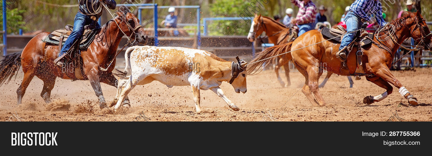 Animal Being Lassoed Image & Photo (Free Trial) | Bigstock