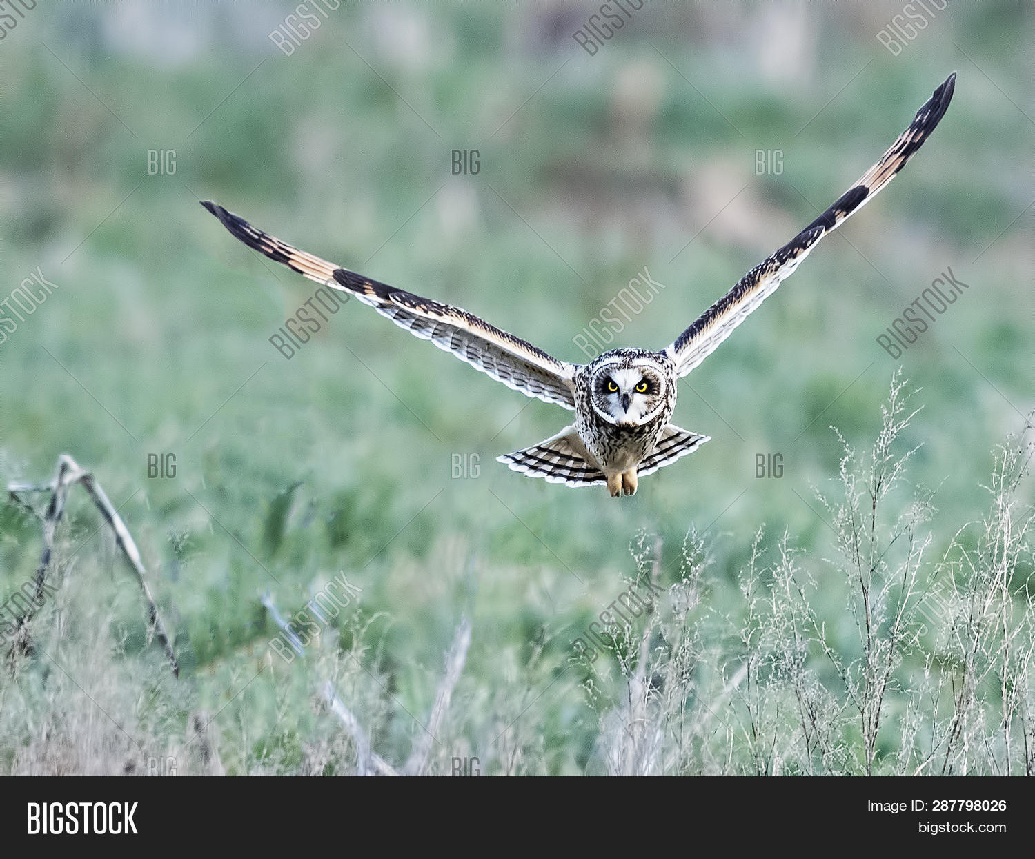 Short-eared Owl Flight Image & Photo (Free Trial) | Bigstock