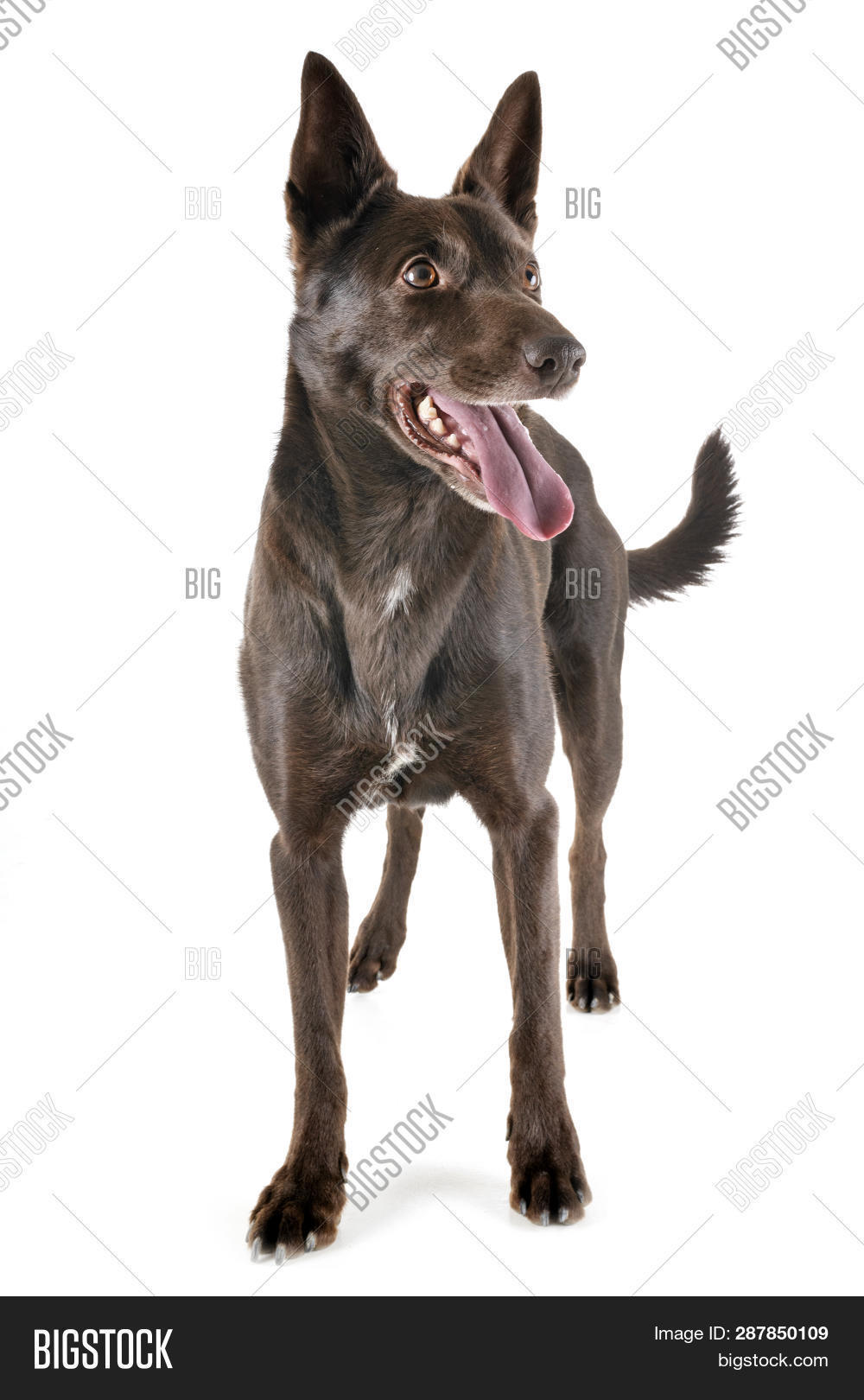 Australian Kelpie Image & Photo (Free Trial) | Bigstock
