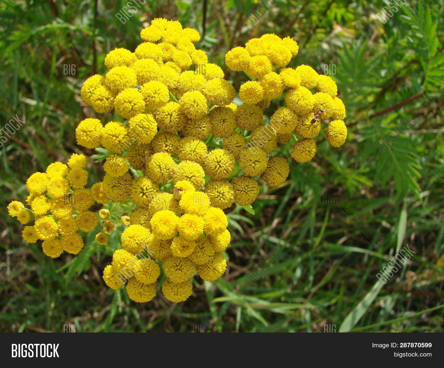 Tanacetum Vulgare Image & Photo (Free Trial) | Bigstock