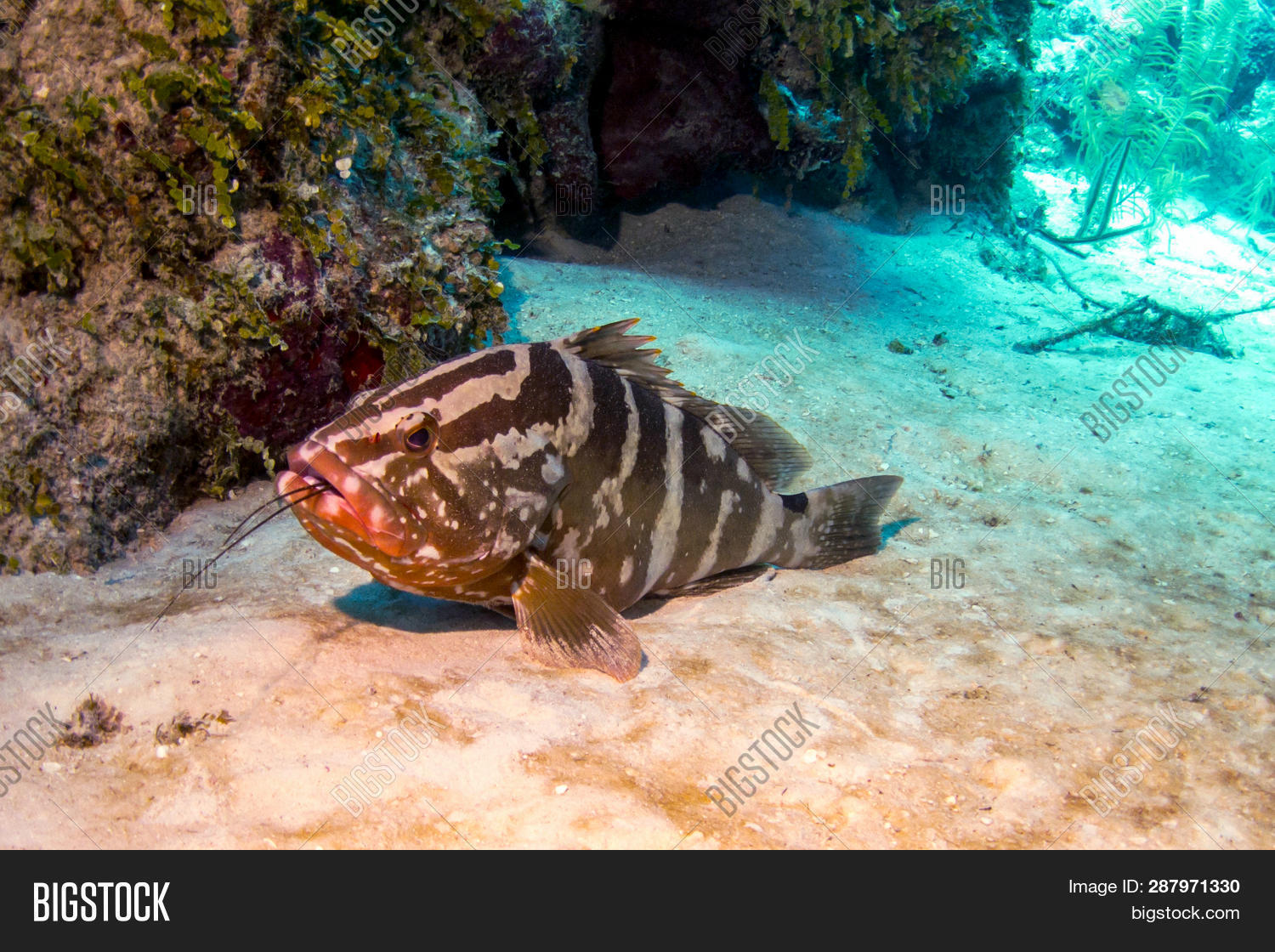 Nassau Grouper Eating Image & Photo (Free Trial) | Bigstock