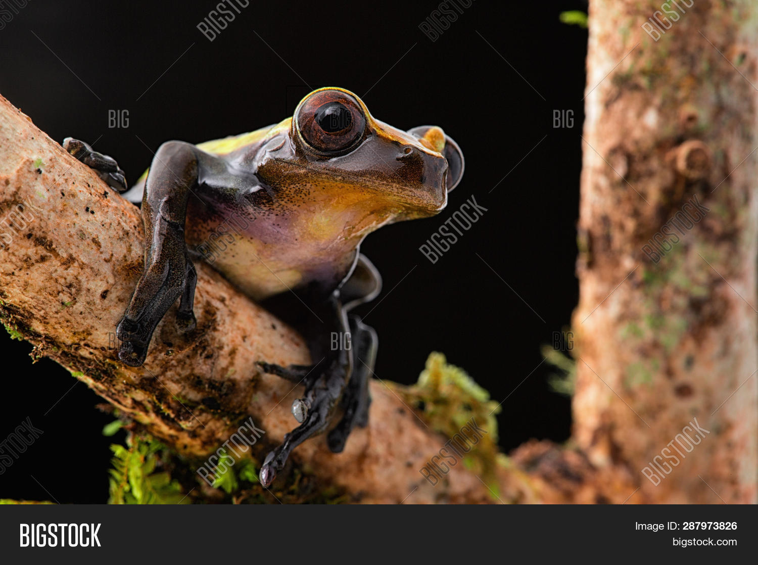 Tropical Tree Frog On Image & Photo (Free Trial) | Bigstock