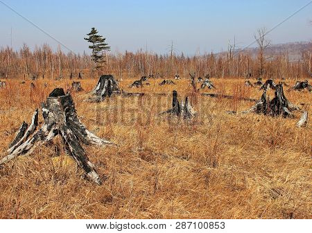 Forest Fire Burned All Image & Photo (Free Trial) | Bigstock