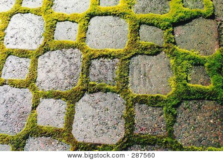 Moss Squares Image & Photo (Free Trial) | Bigstock