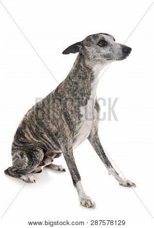 English Whippet Front Image & Photo (Free Trial) | Bigstock