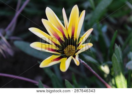 Fresh Flower Ghani Image & Photo (Free Trial) | Bigstock