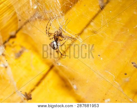 Spider Arthropod Image & Photo (Free Trial) | Bigstock