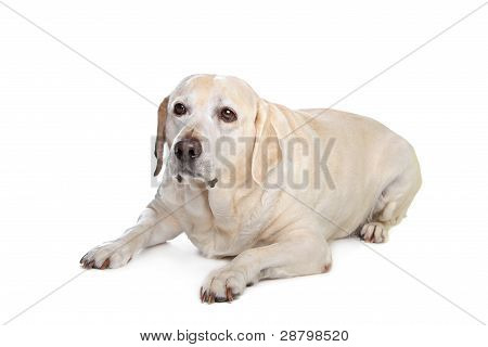 Scared Dog Images, Illustrations & Vectors (Free) - Bigstock