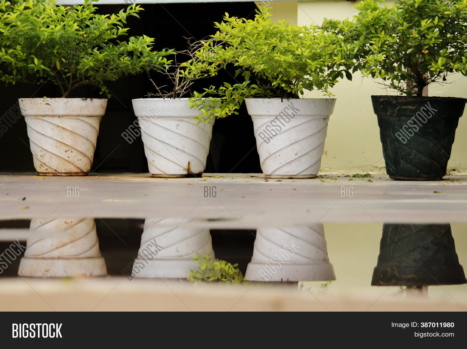 Flower Posts Which Image & Photo (Free Trial) | Bigstock