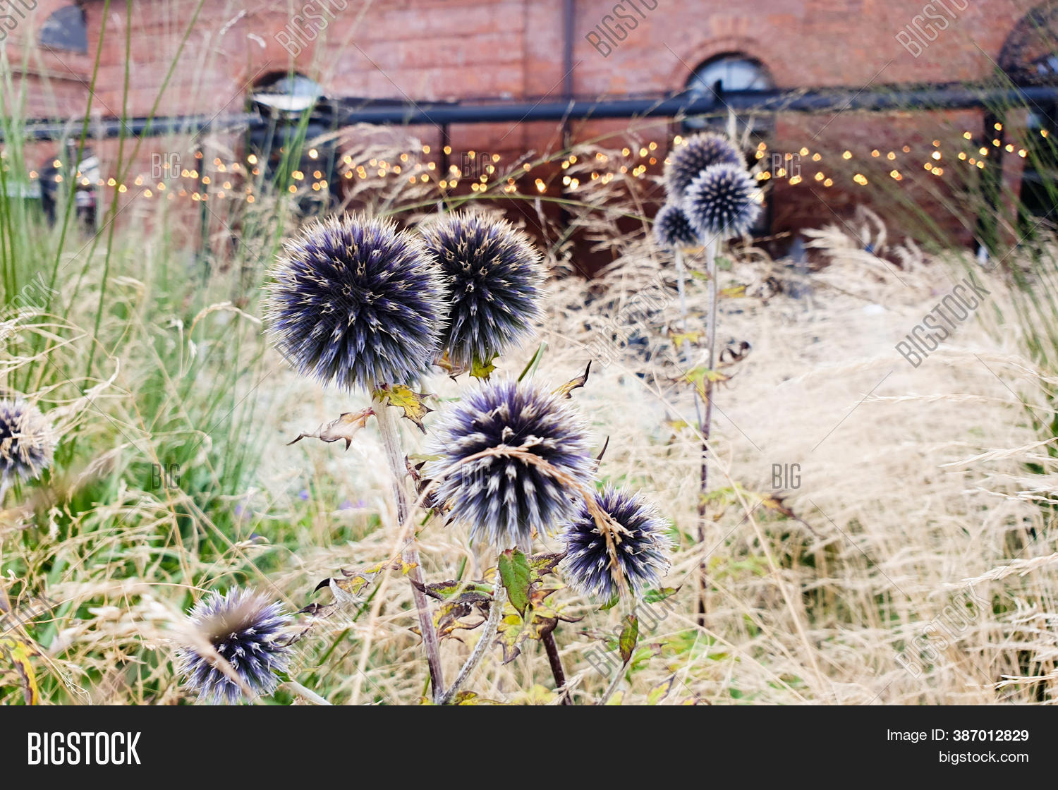Echinops Image & Photo (Free Trial) | Bigstock