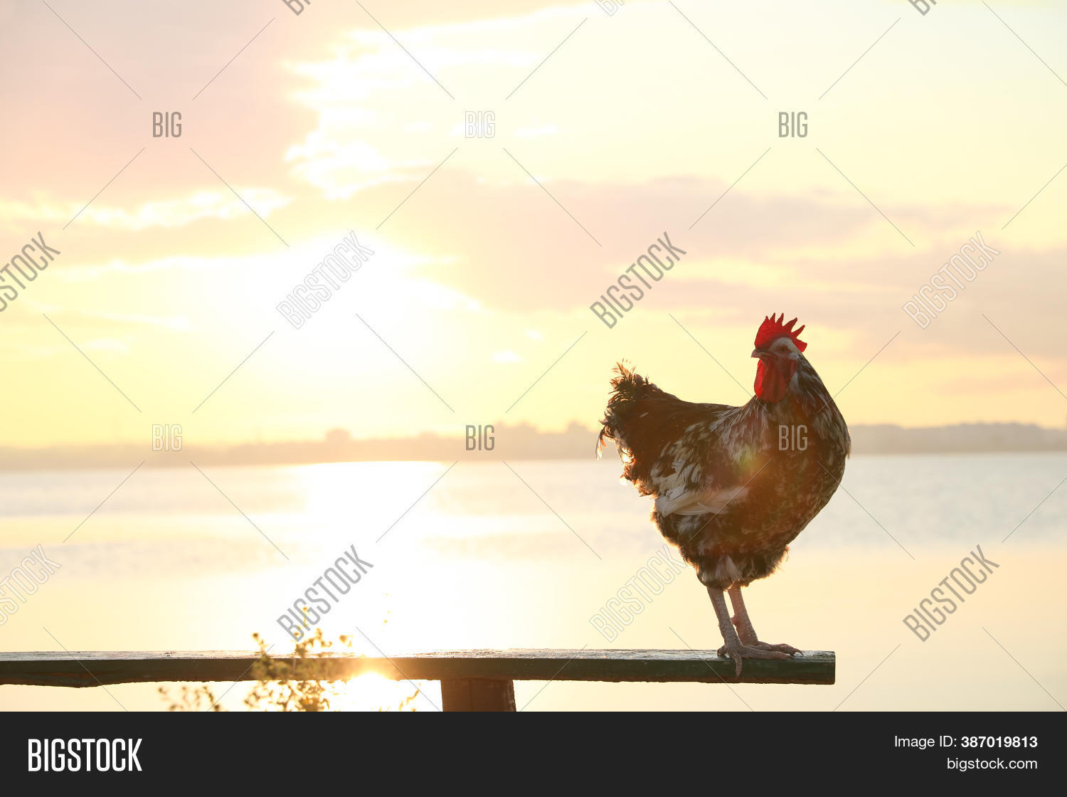 Big Domestic Rooster Image & Photo (Free Trial) | Bigstock