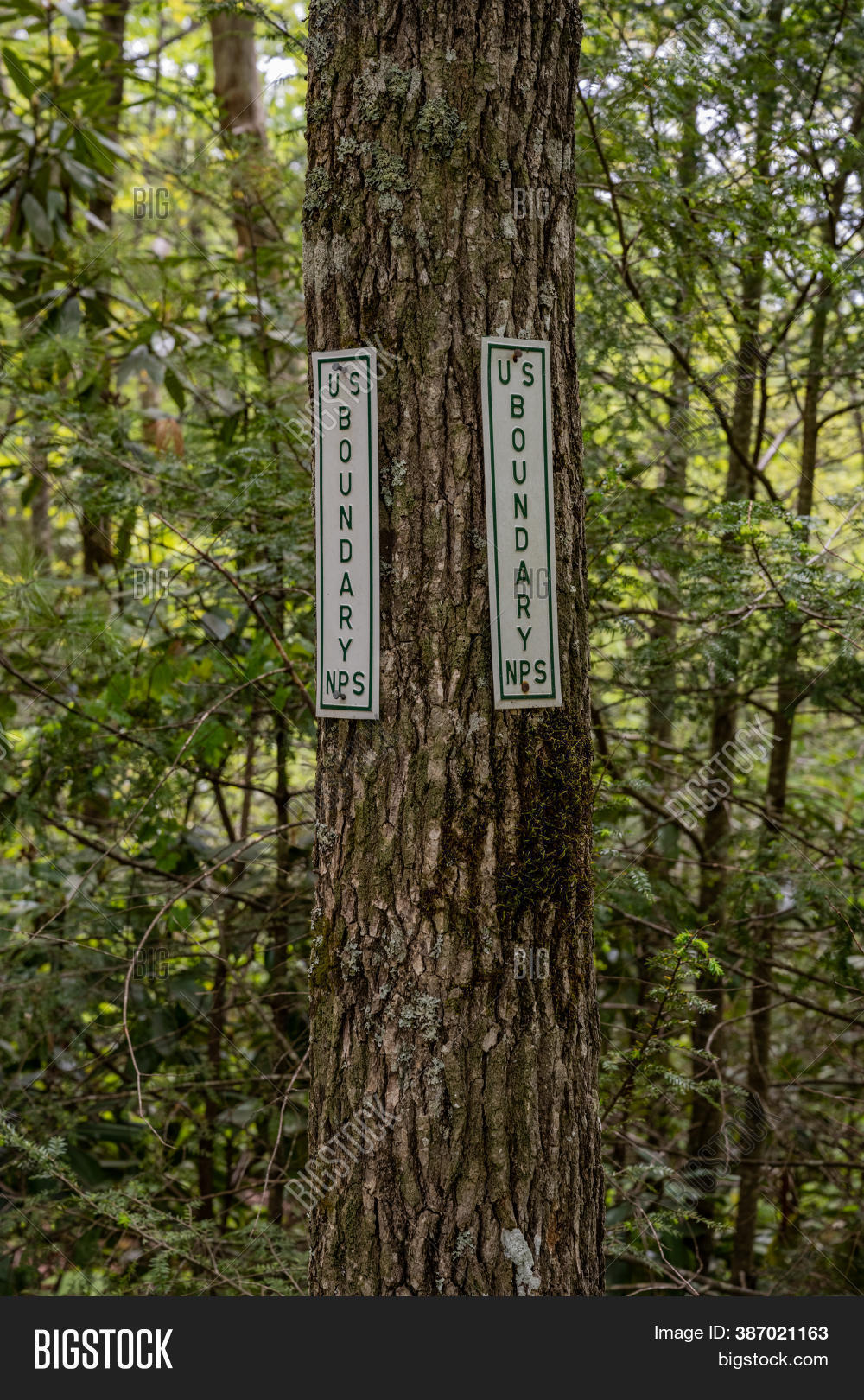 Corner Tree National Image & Photo (Free Trial) | Bigstock