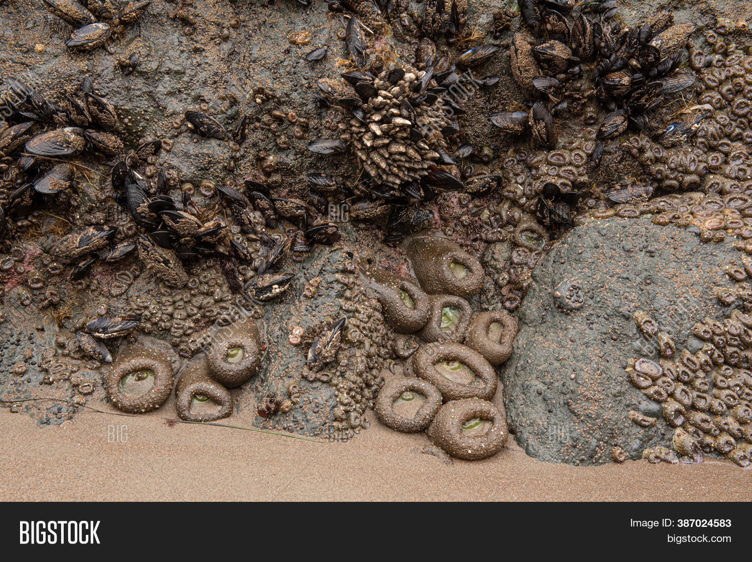 Tide Pool Animals: Image & Photo (Free Trial) | Bigstock