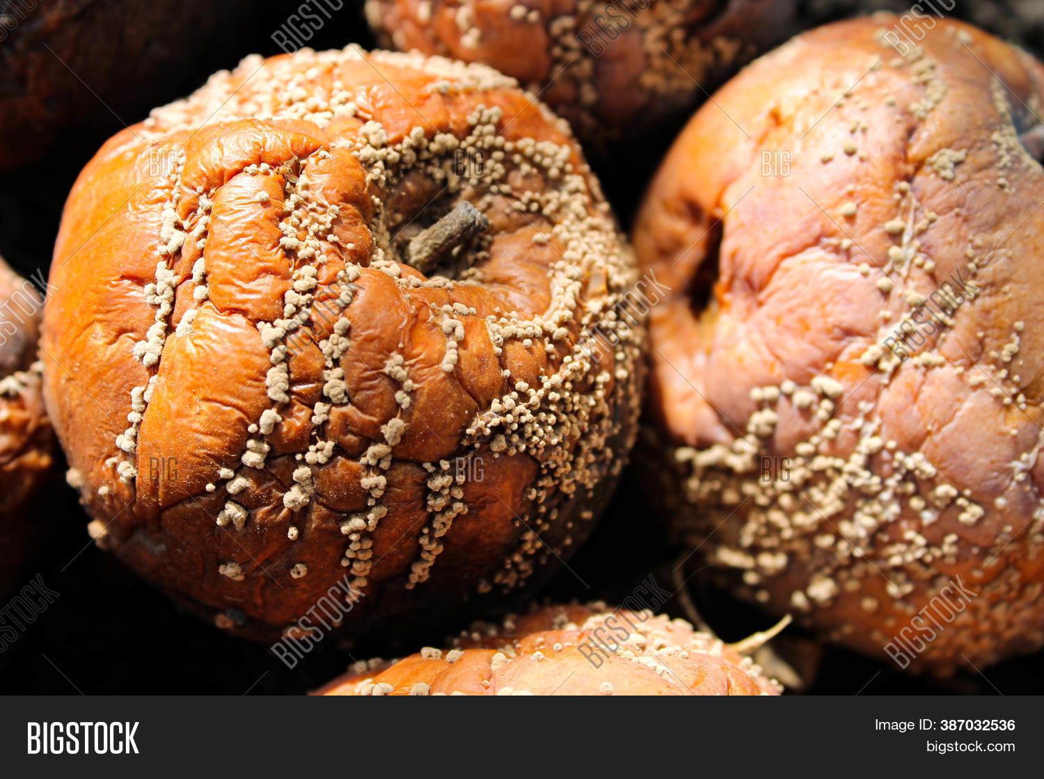 Rotten Apples Mold. Image & Photo (Free Trial) | Bigstock