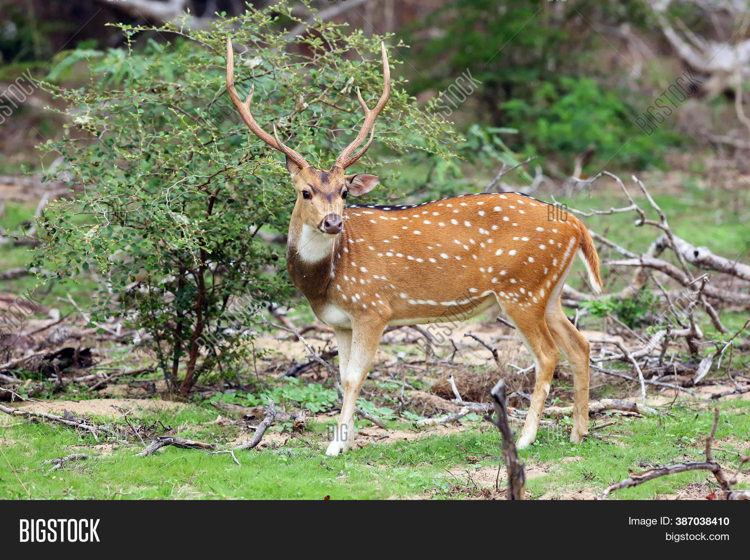 Chital Cheetal (axis Image & Photo (Free Trial) | Bigstock
