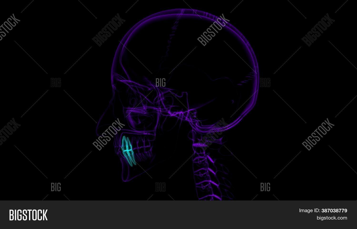 Human Teeth Premolars Image & Photo (Free Trial) | Bigstock