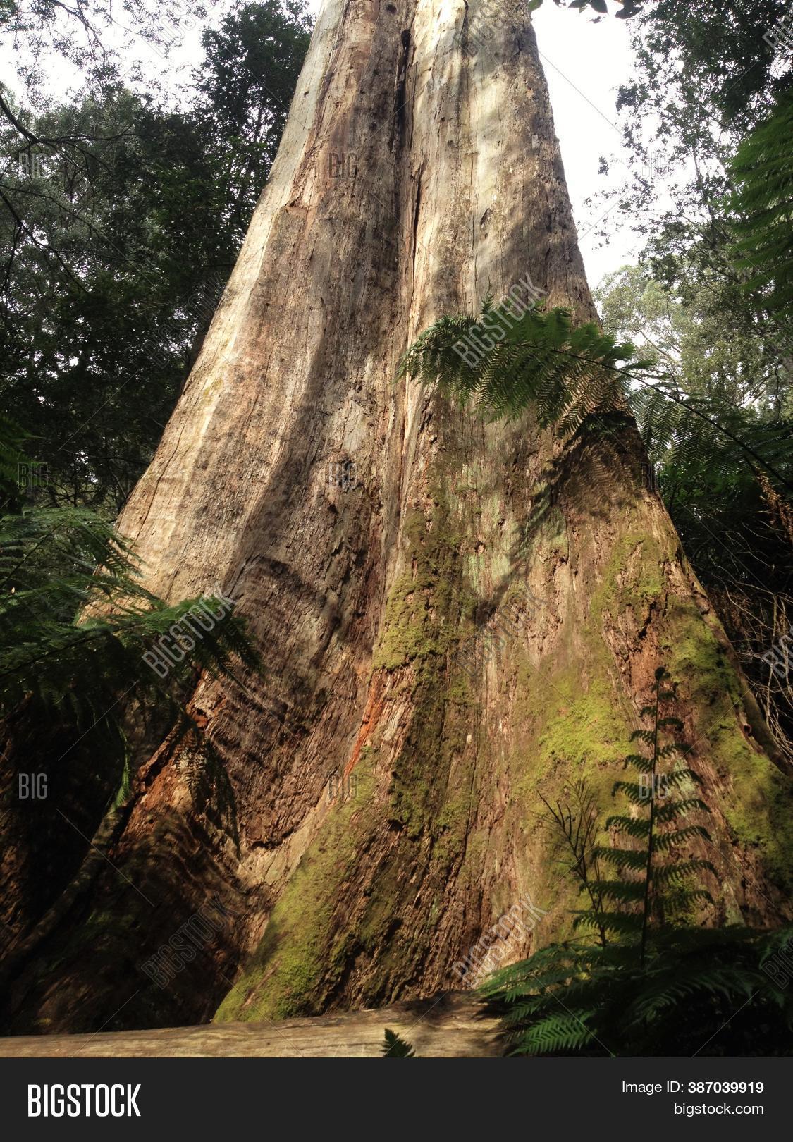 Large Buttress Tree Image & Photo (Free Trial) | Bigstock