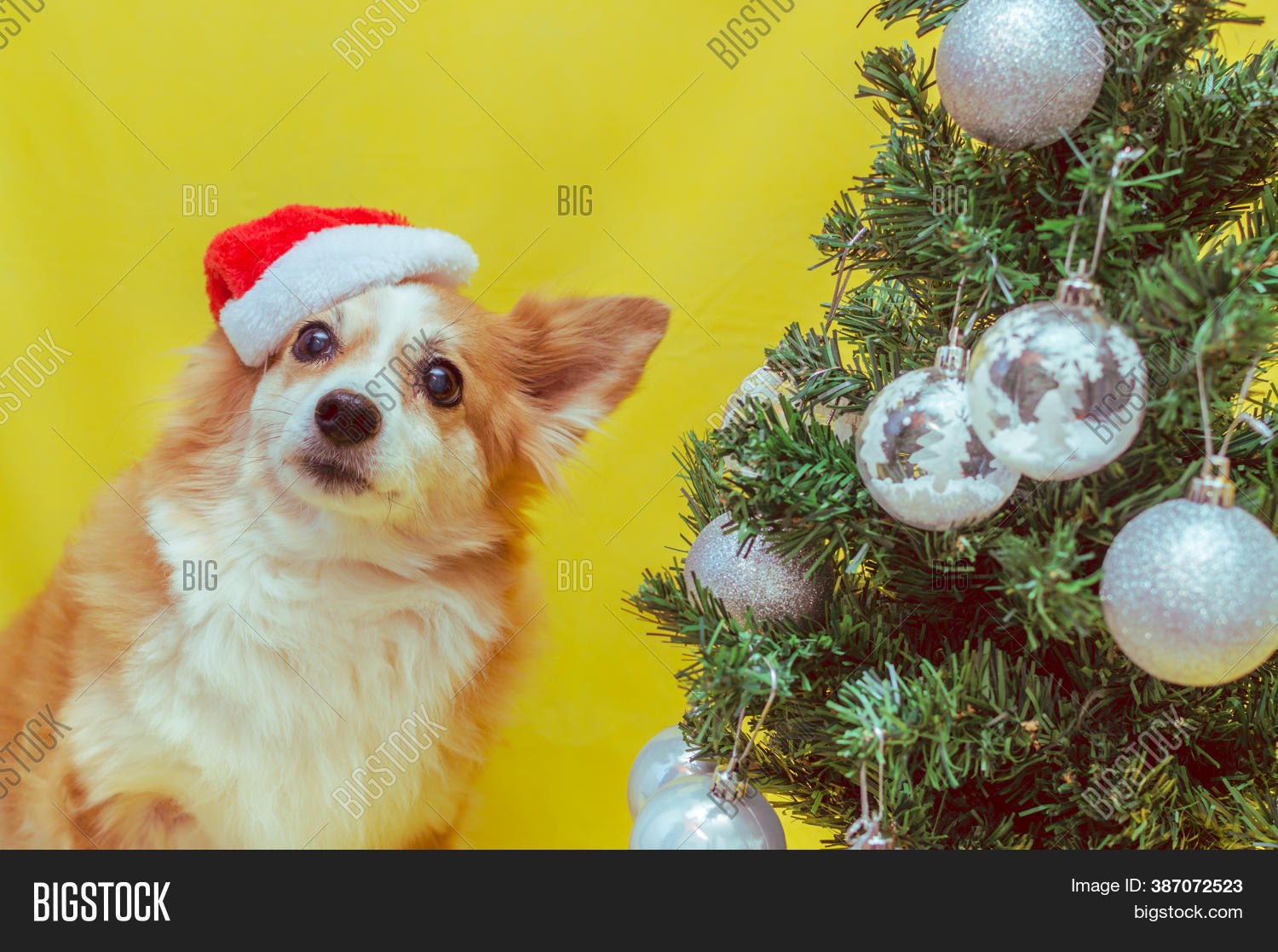 Portrait Ginger Dog Image & Photo (Free Trial) | Bigstock