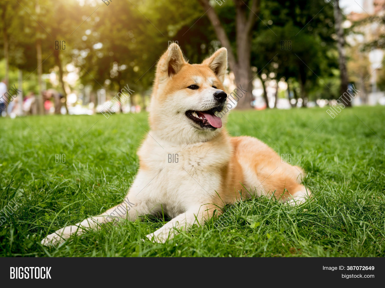 Portrait Cute Akita Image & Photo (Free Trial) | Bigstock