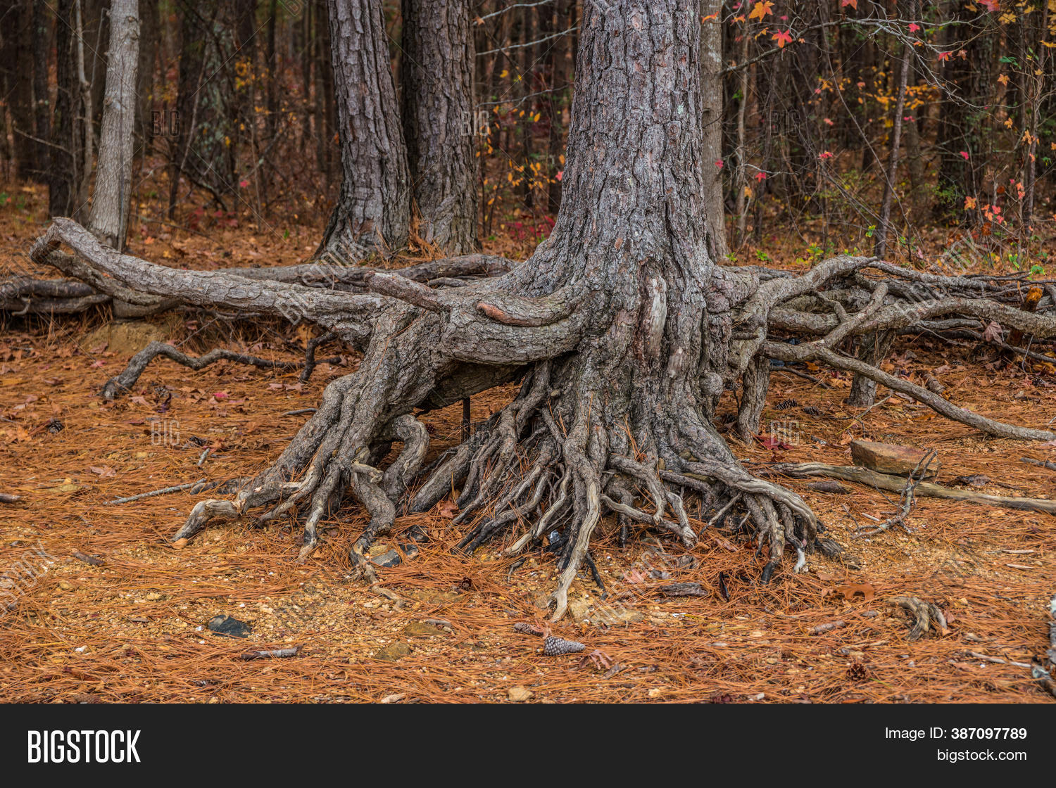 Large Tree Trunk Image & Photo (Free Trial) | Bigstock
