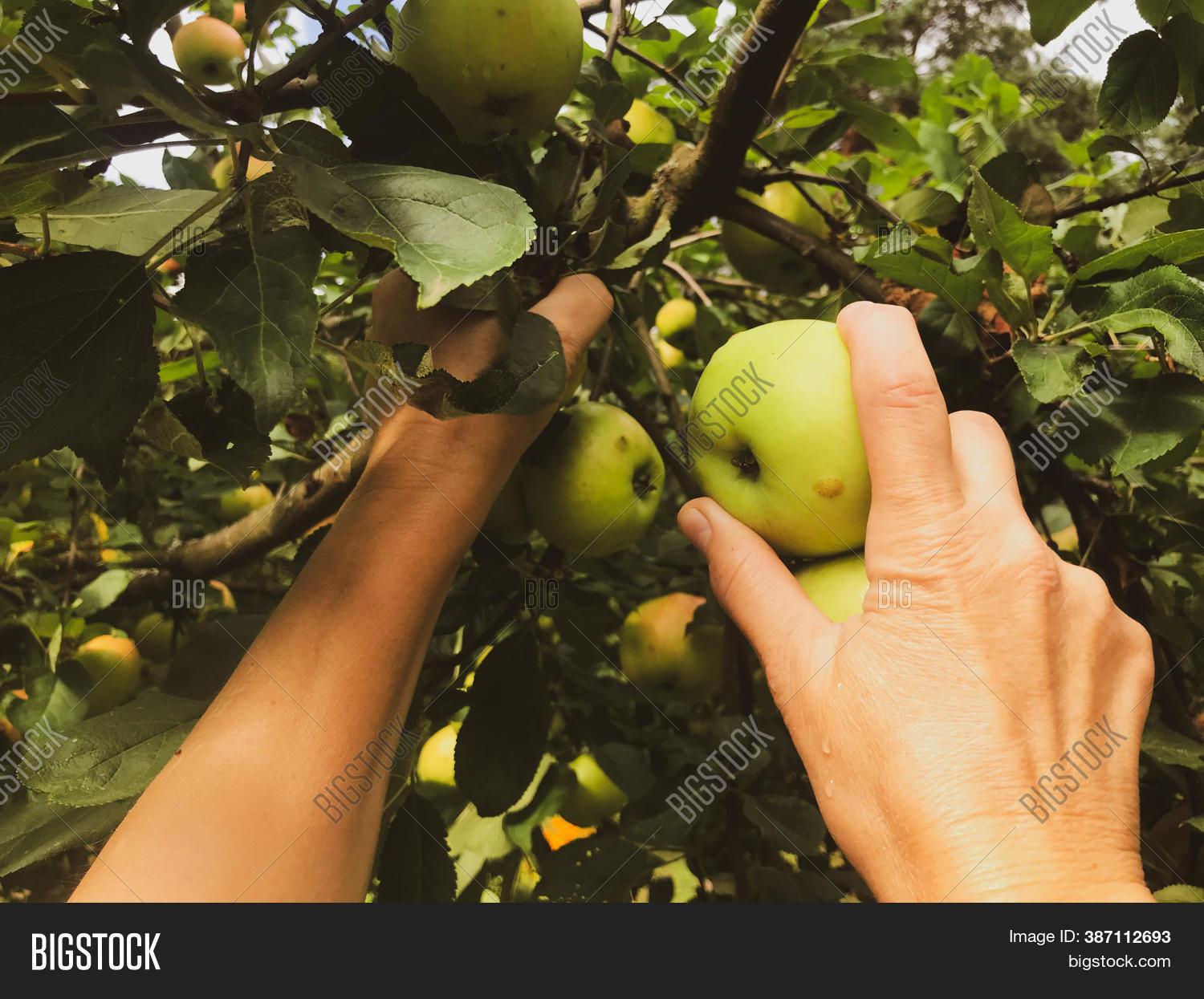 Apples Grow On Tree Image & Photo (Free Trial) | Bigstock