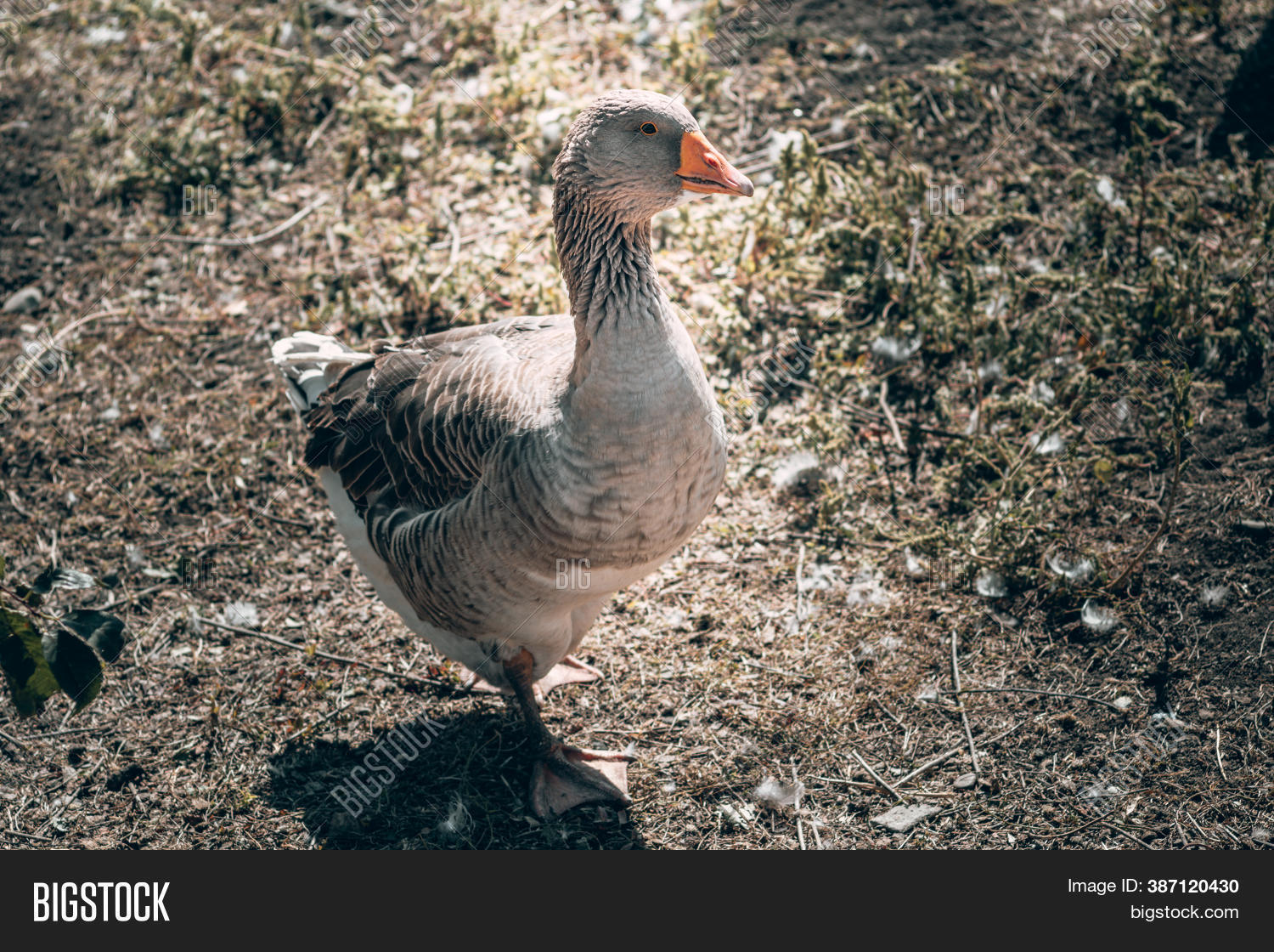 Beautiful Grey Image & Photo (Free Trial) | Bigstock