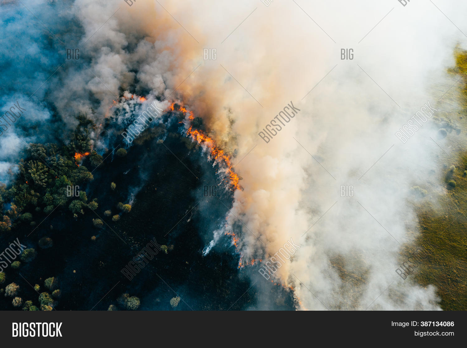 Bush Forest Wildfire Image & Photo (Free Trial) | Bigstock