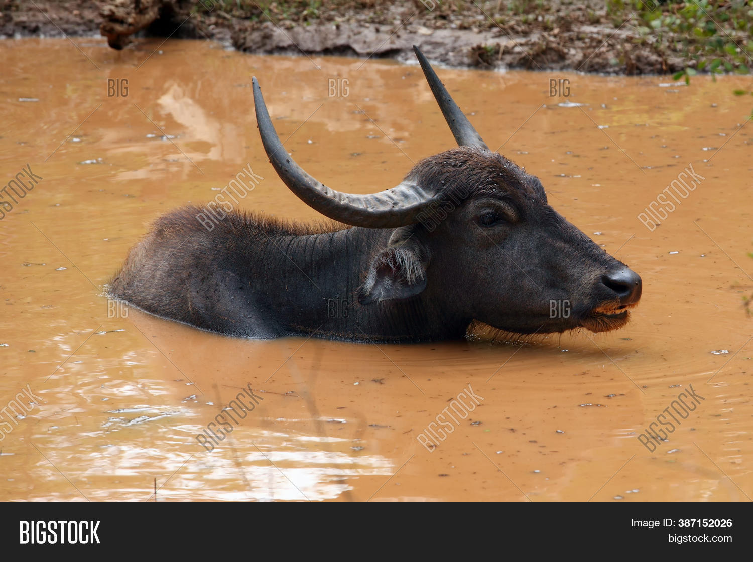 Wild Water Buffalo ( Image & Photo (Free Trial) | Bigstock