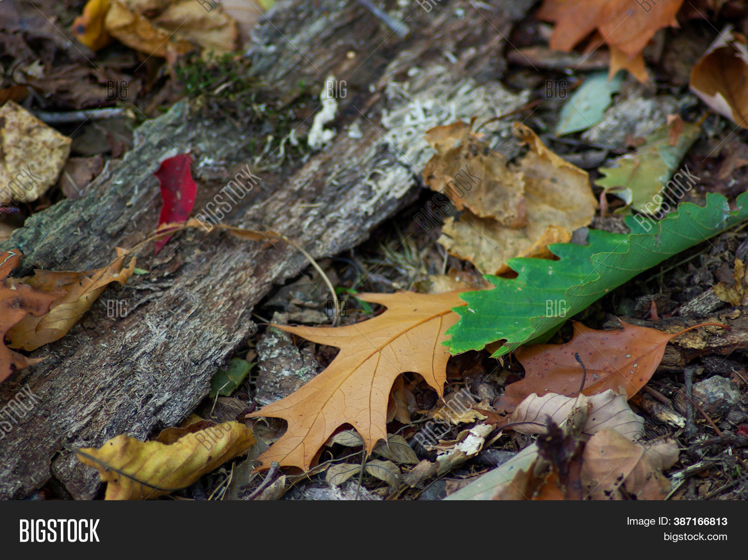 Close Forest Floor, Image & Photo (Free Trial) | Bigstock