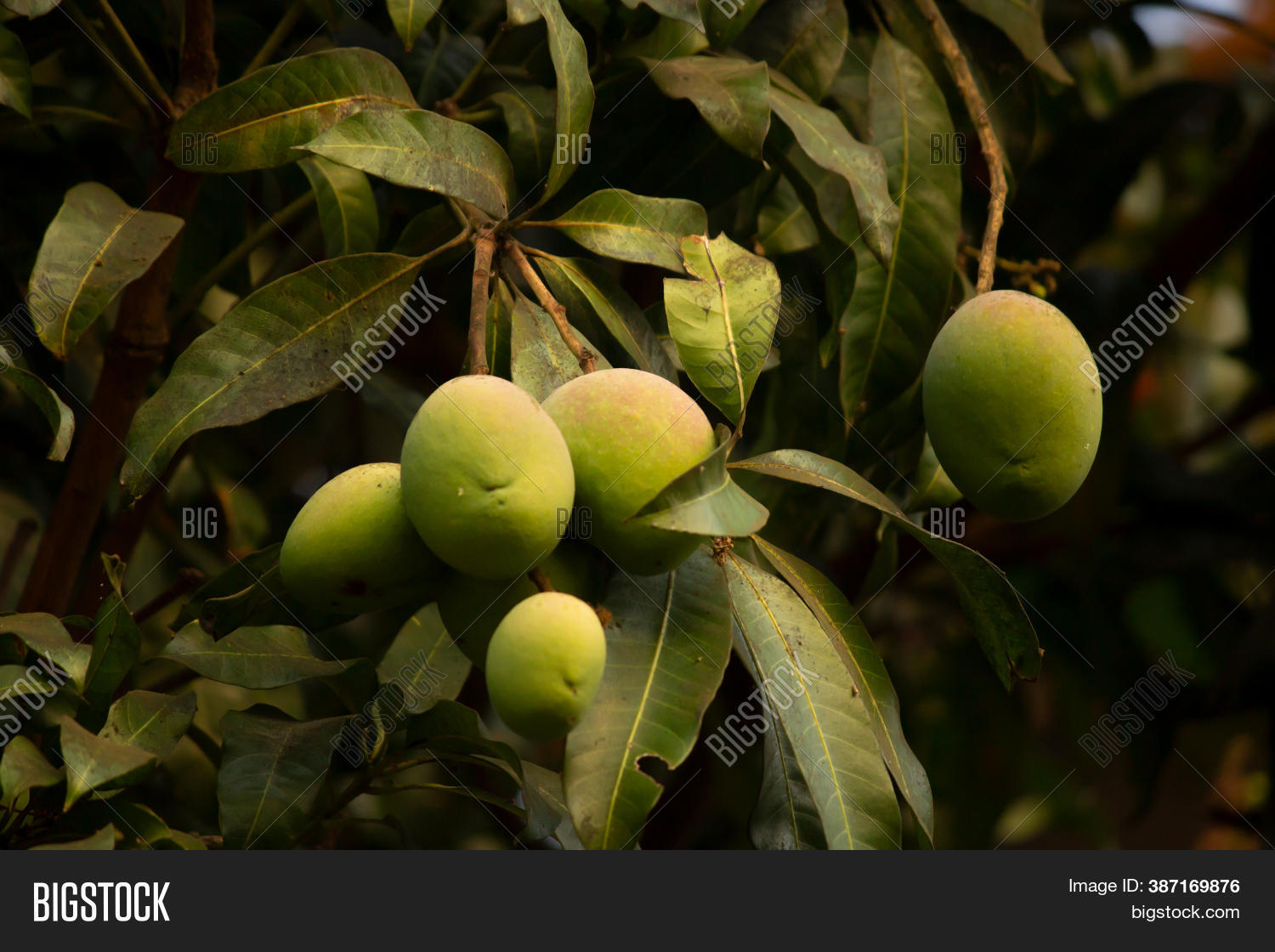 Bunch Raw Unripe Green Image & Photo (Free Trial) | Bigstock